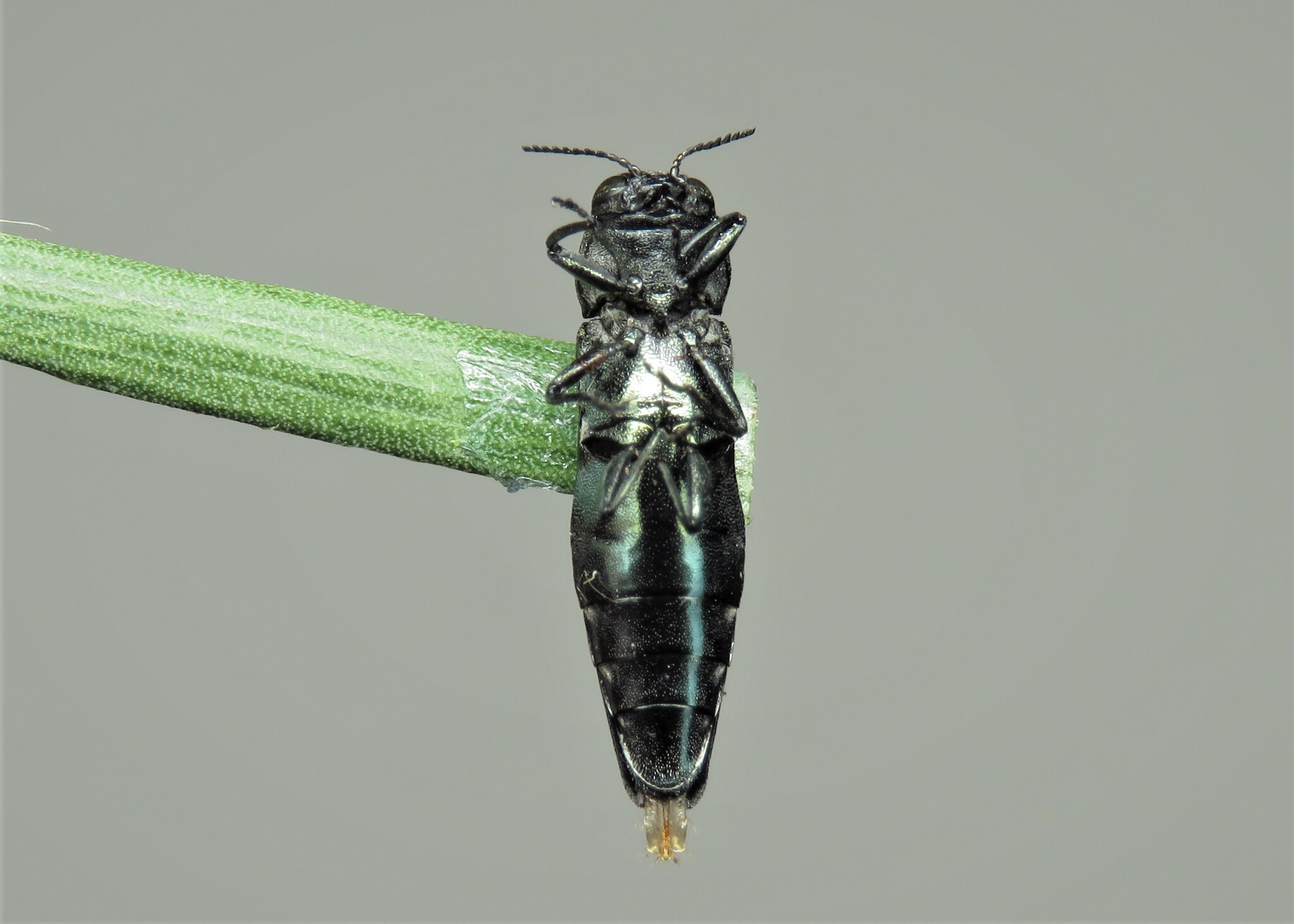 Agrilus biguttatus (Fabricius, 1776)