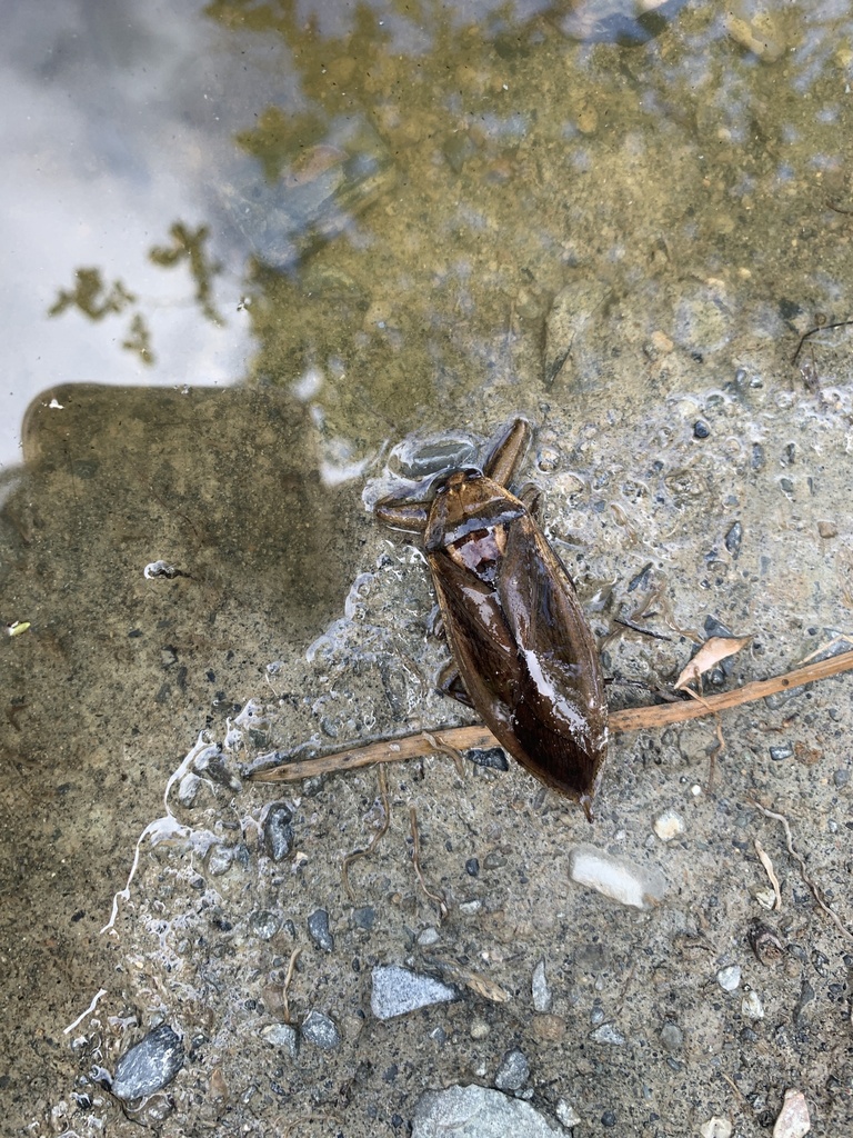 American Giant Water Bug from Newfoundland and Labrador, Division #6 ...