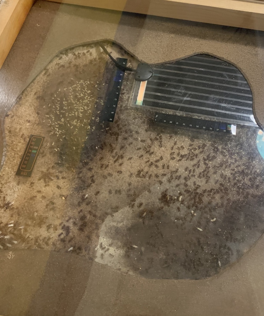 Ants from San Francisco Zoo, San Francisco, CA, US on July 27, 2022 at ...