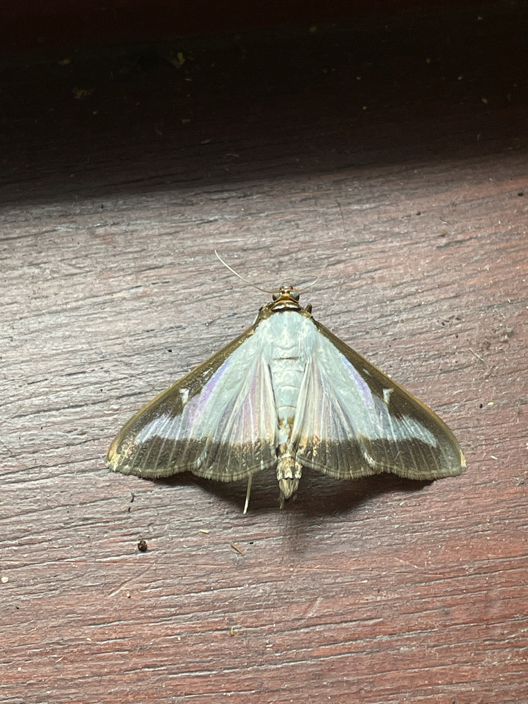 Box Tree Moth from Ringwood on July 27, 2022 at 09:26 AM by vinny_flynn ...