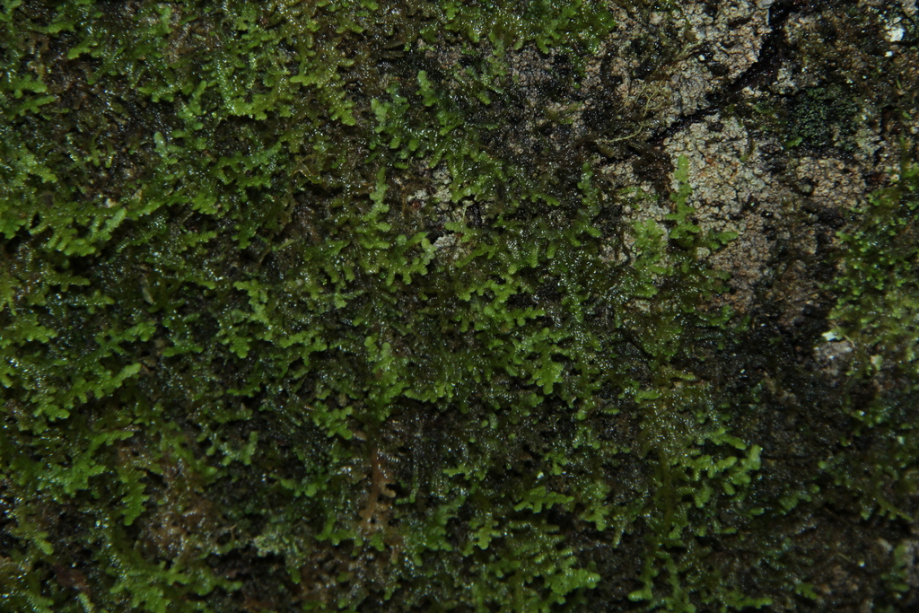 Leafy liverworts from Stream flowing into Omaha Cove, Leigh, North ...