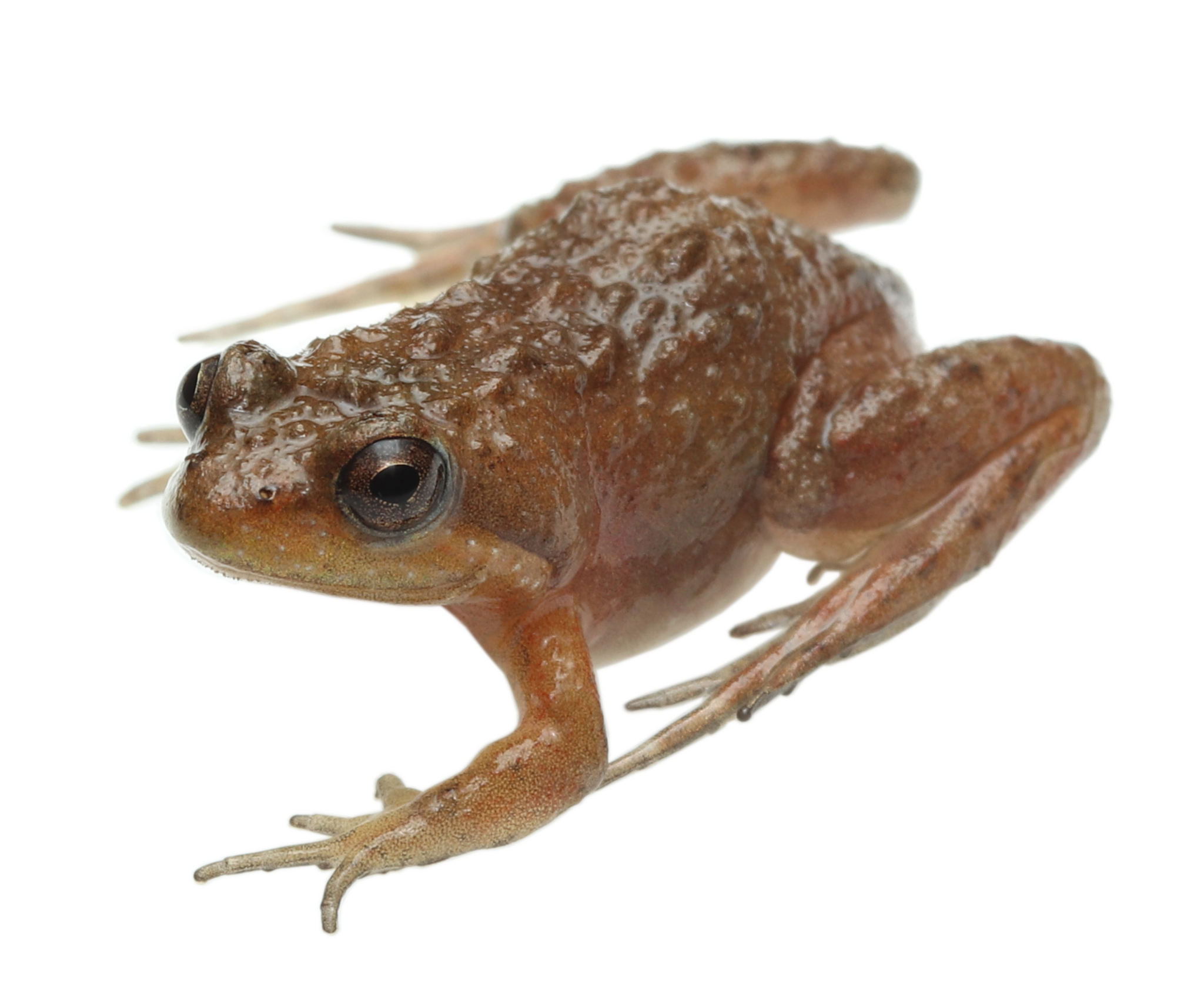 Microbatrachella capensis (Boulenger, 1910)