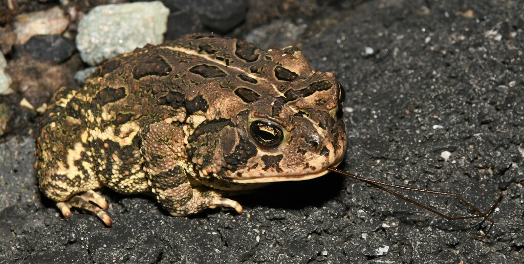 Fowler's Toad from Powhatan County, VA, USA on July 27, 2022 at 09:04 ...