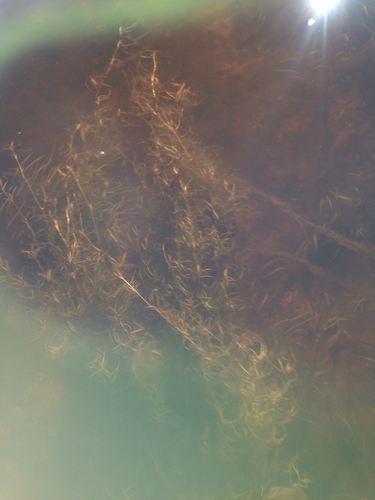 small pondweed (Monocots of Montana (except Grass, Lily, Orchid, and ...