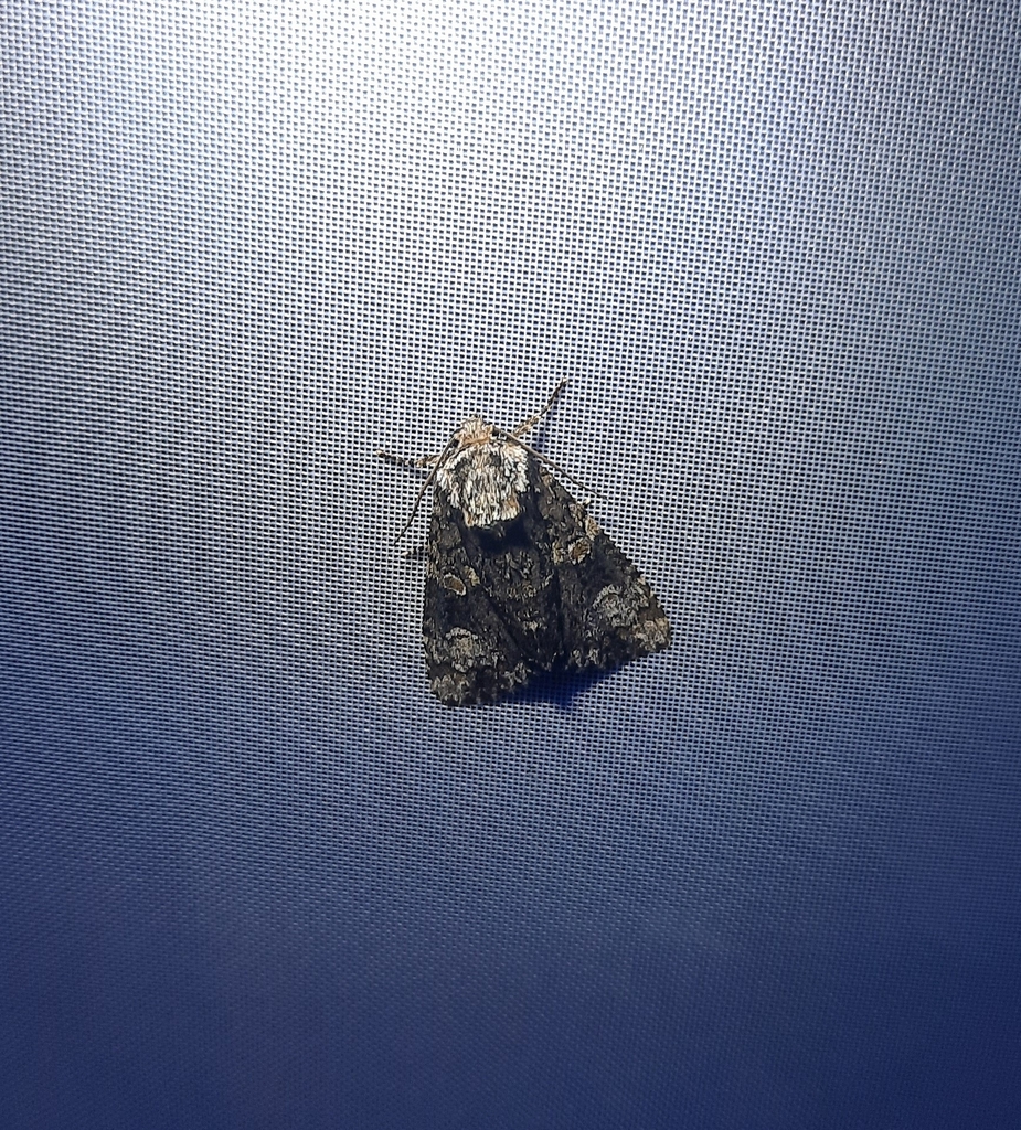 Coronet from 8463, Österreich on July 28, 2022 at 09:21 PM by monabirte ...