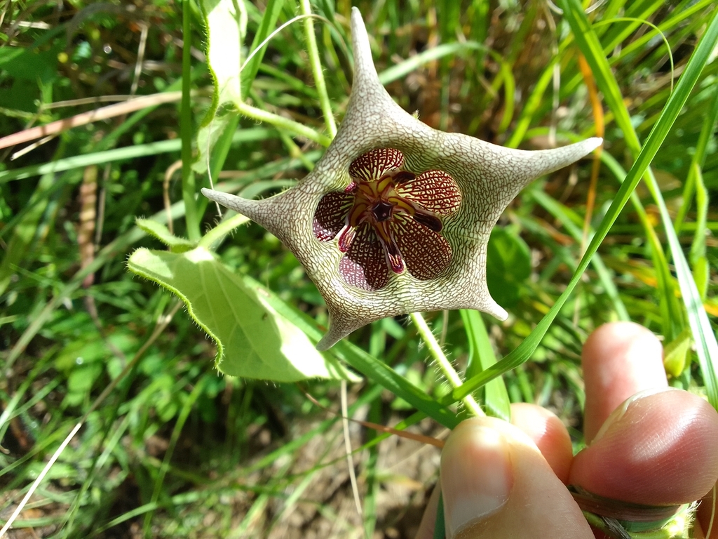 Dictyanthus ceratopetalus from San Antonio de Oriente, Honduras on July ...