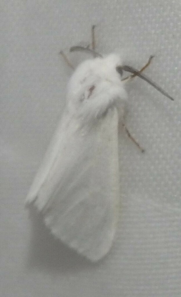 Fall Webworm Moth from Albert County, NB, Canada on June 24, 2022 at 05 ...