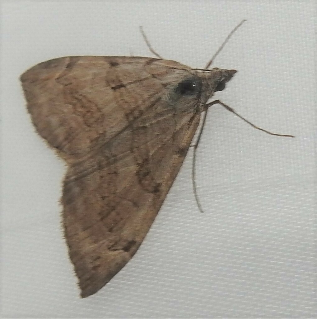 Treble Bar from Albert, New Brunswick, Canada on June 24, 2022 at 05:54 ...