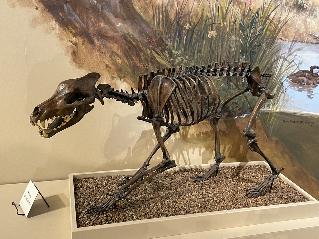 Dire Wolf on May 27, 2022 at 12:53 PM by amphibians_are_cool. Museum of ...