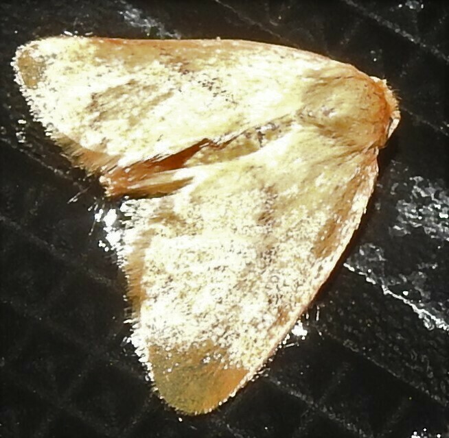 Abbreviated and Red-crossed Button Slug Moths from Cape Breton ...
