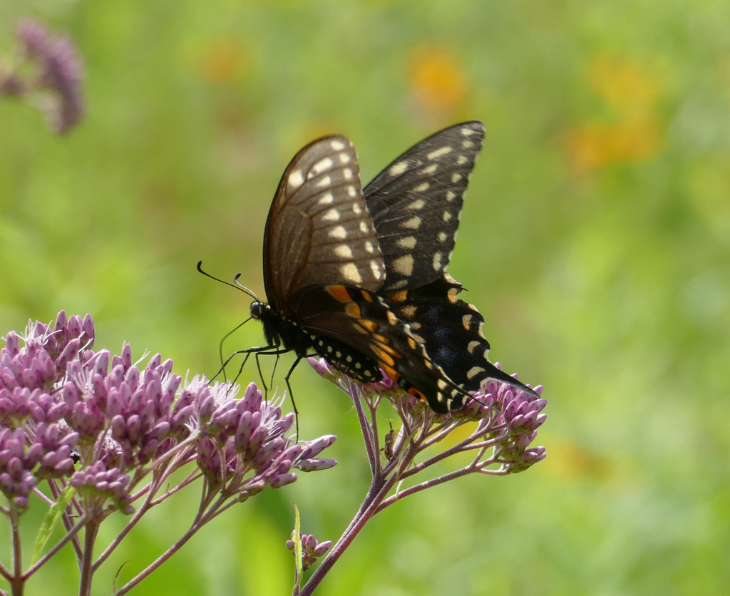 Black Swallowtail from Monkton Ridge, Monkton, VT 05473, USA on July 27 ...