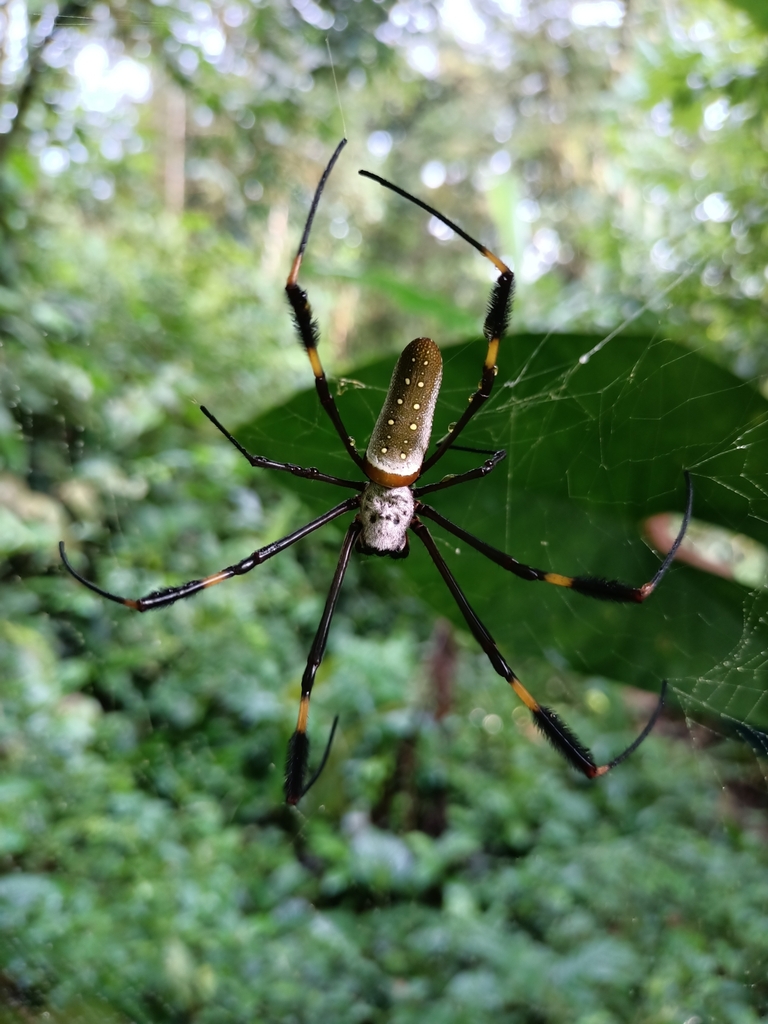 Golden Silk Spider from Bahía Solano, Chocó, Colombia on April 27, 2022 ...