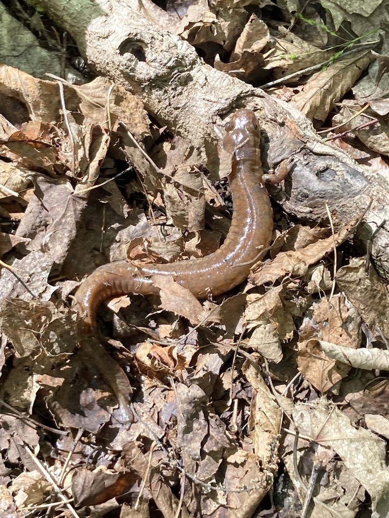 Northern Spring Salamander from Lily Bay, ME, US on July 07, 2022 at 10 ...