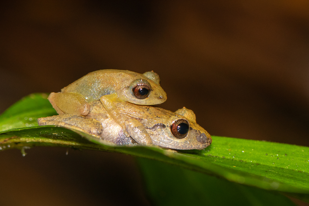 Pygmy Rain Frog from Provincia de Puntarenas, Costa Rica on July 22 ...