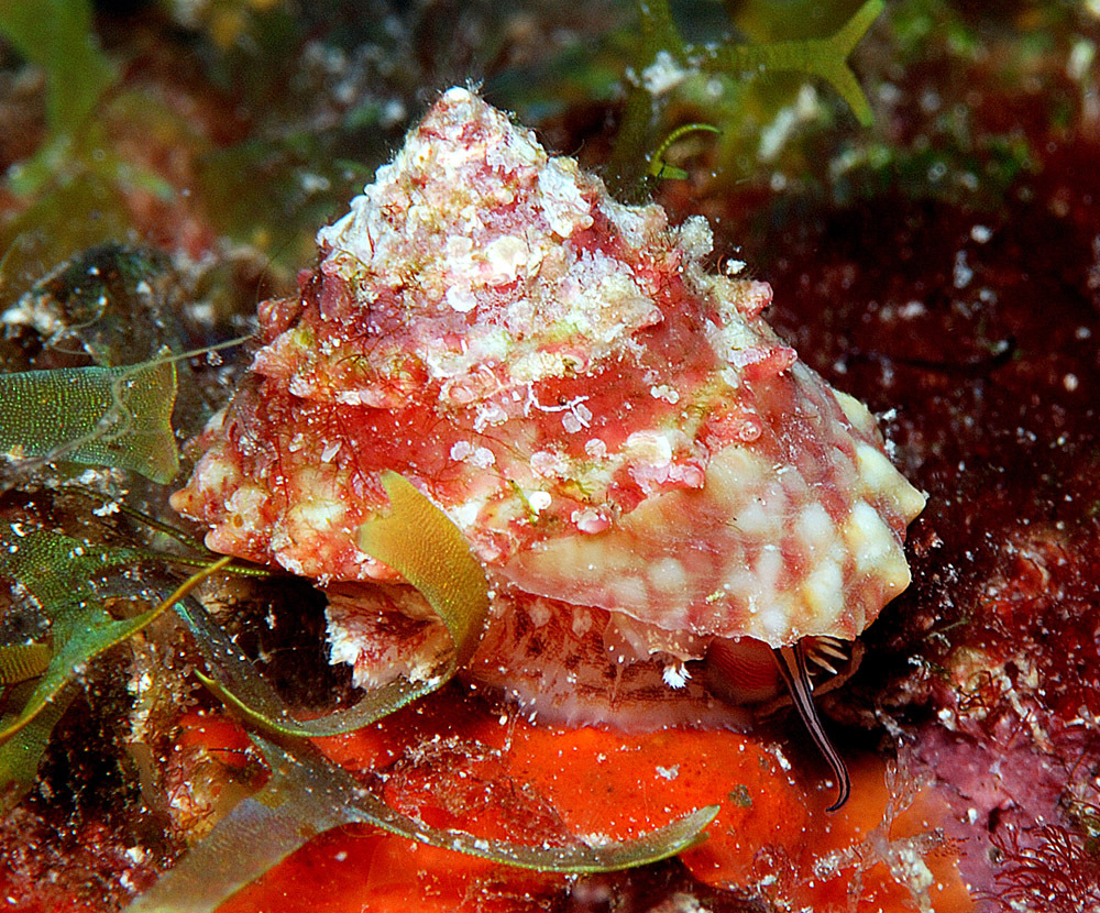 Trochus maculatus Linnaeus, 1758