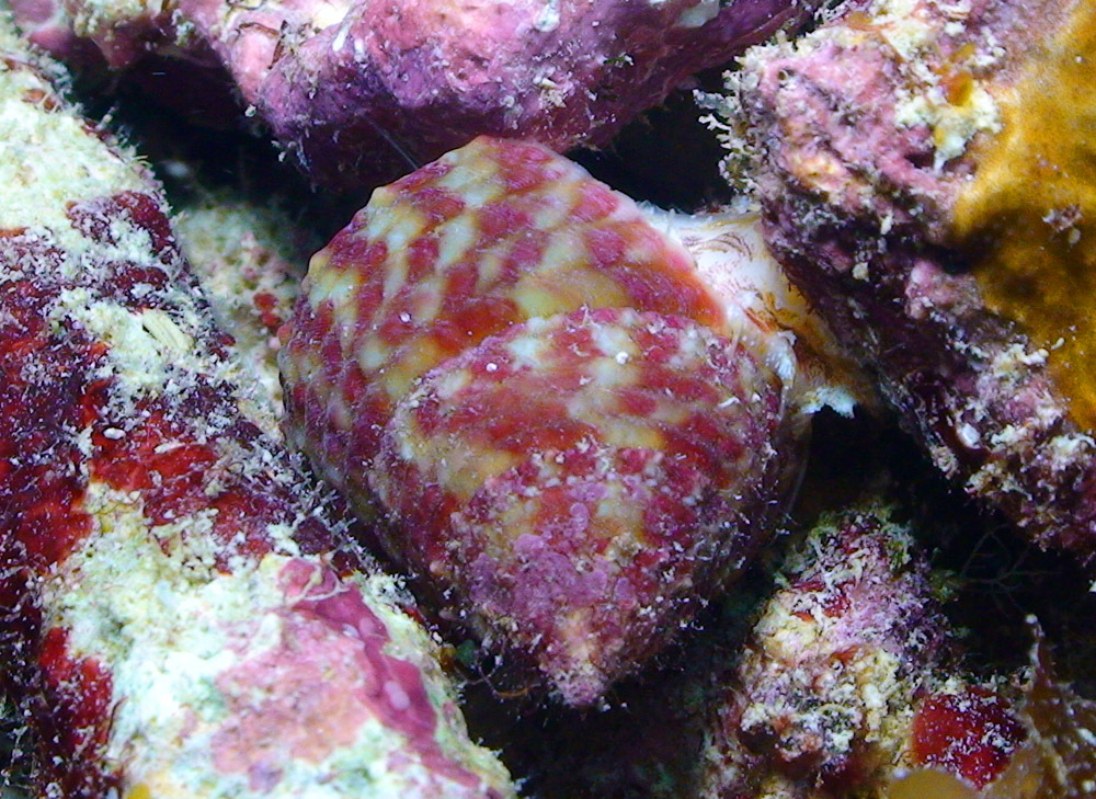 Trochus maculatus Linnaeus, 1758