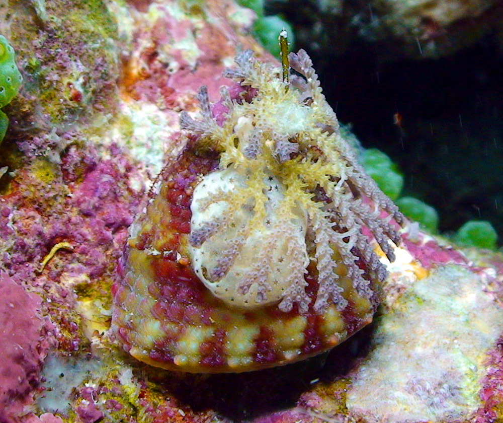 Trochus maculatus Linnaeus, 1758