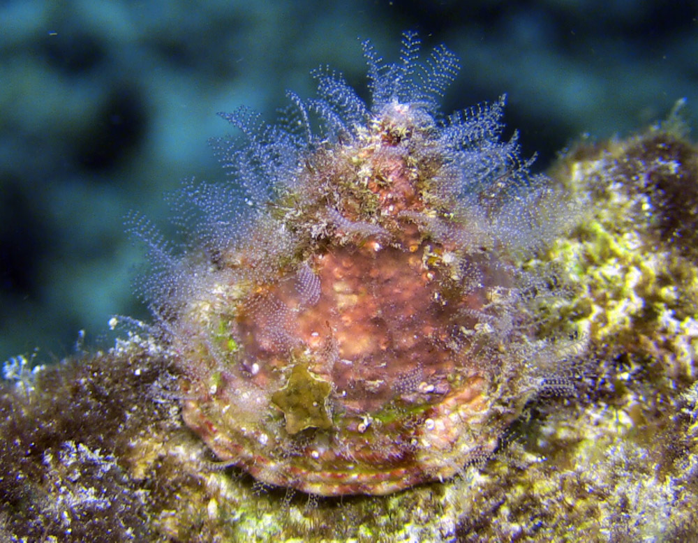 Trochus maculatus Linnaeus, 1758