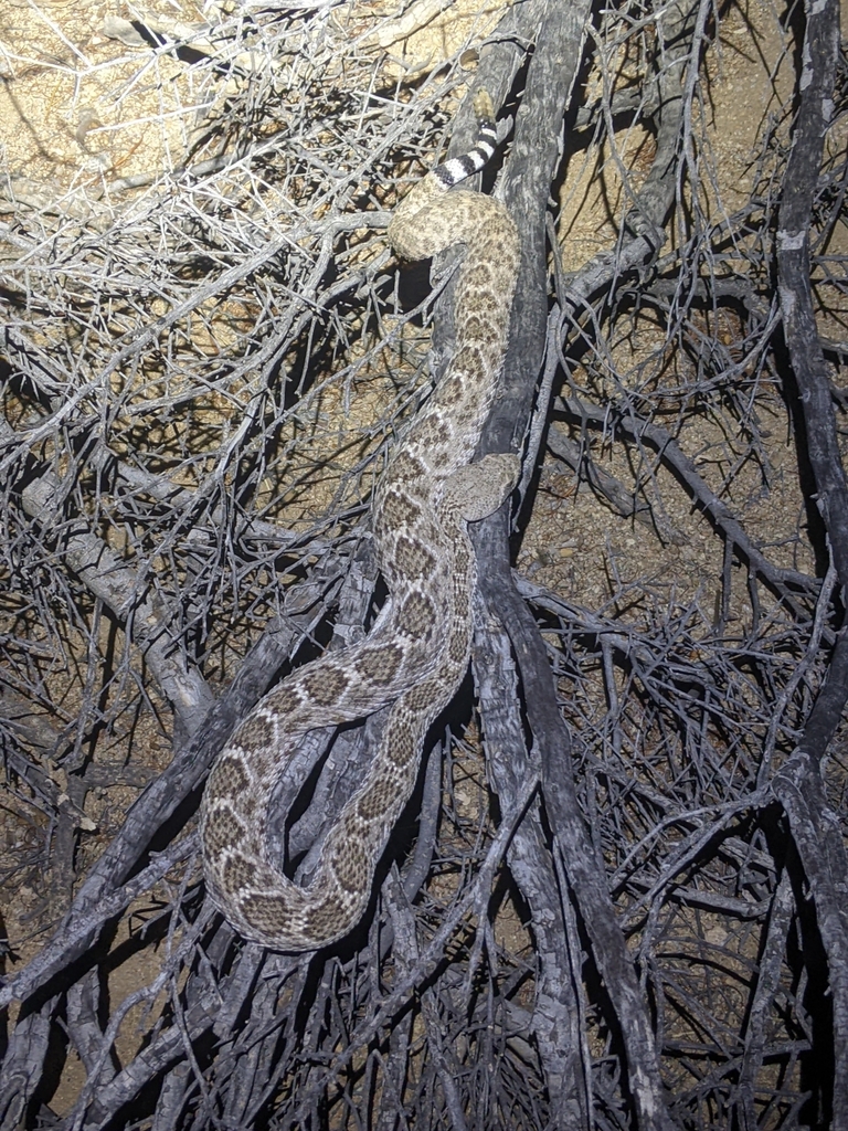 Western Diamond-backed Rattlesnake from Tucson, AZ 85743, USA on July ...