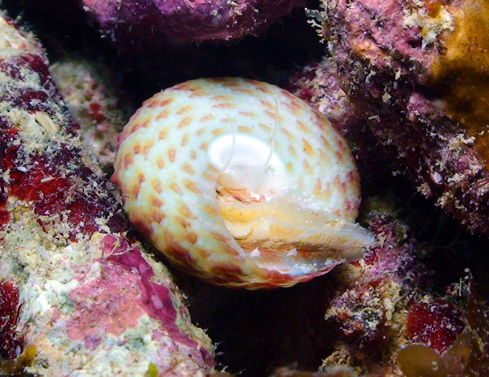 Trochus maculatus Linnaeus, 1758
