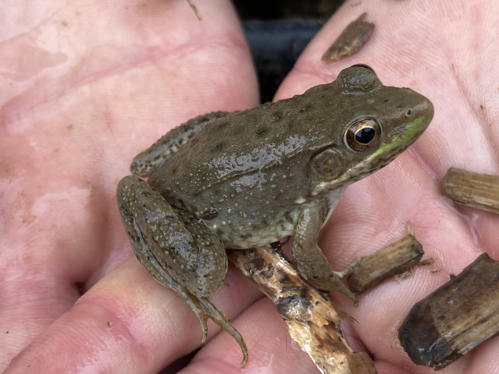 Green Frog from Boone County, US-MO, US on July 28, 2022 at 09:12 AM by ...