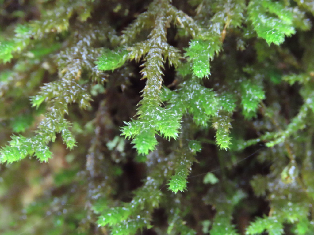 fan moss (Forsstroemia trichomitria) - Botanical Realm