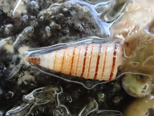 흰바탕띠줄고둥속 (Nototriphora)