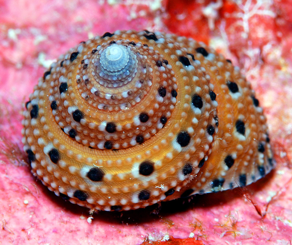 Clanculus margaritarius (Philippi, 1846)
