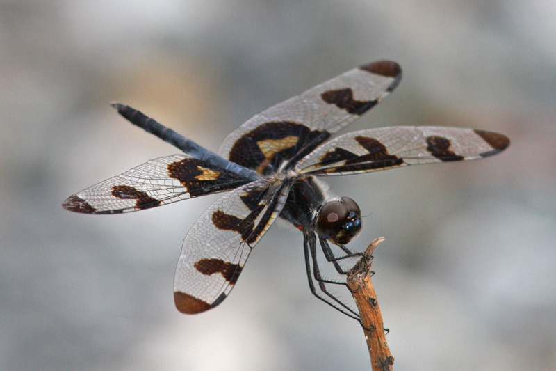 Banded Pennant (Celithemis fasciata) (Wildlife of the United States ...