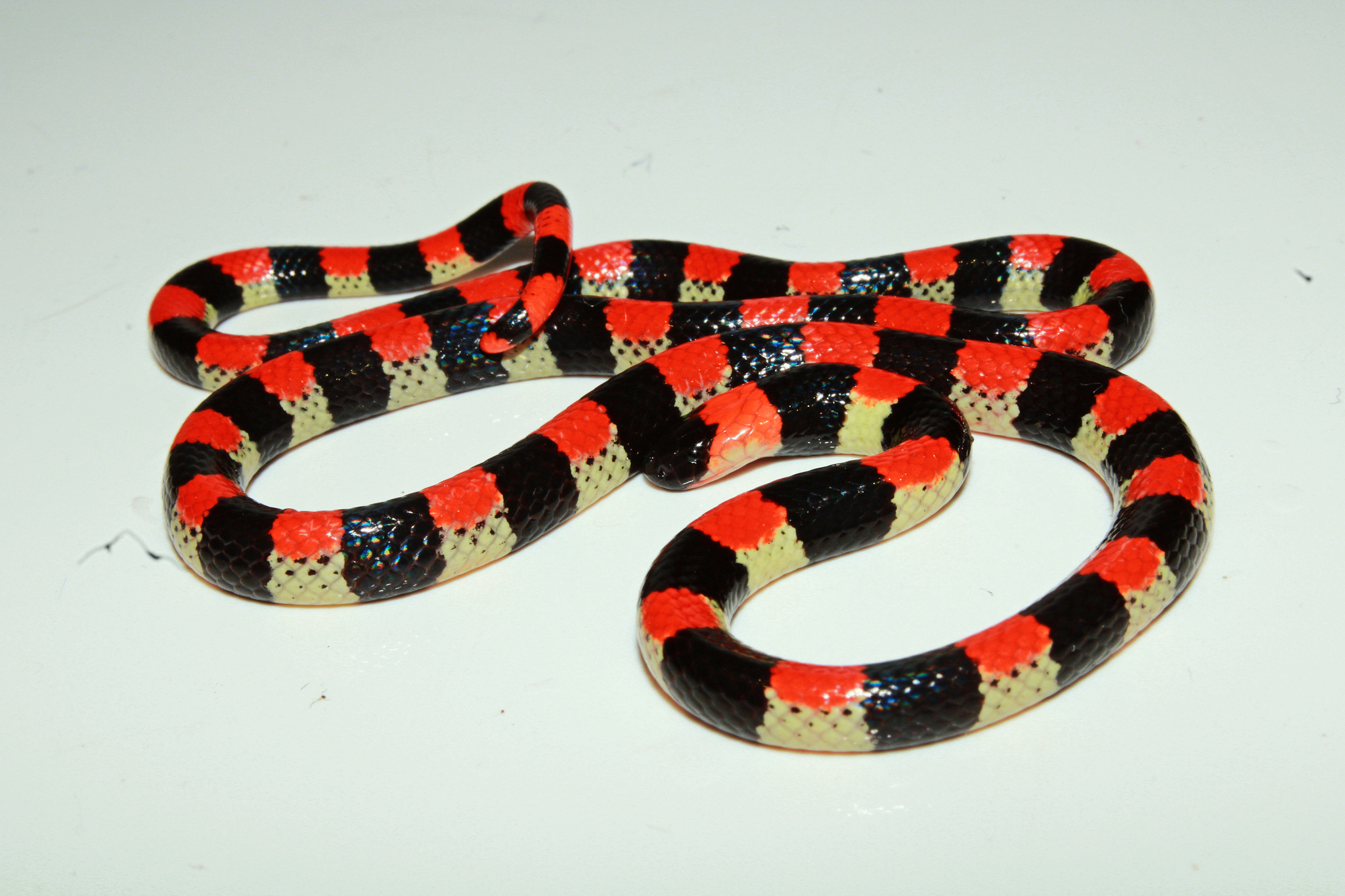 Micrurus camilae Renjifo & Lundberg, 2003