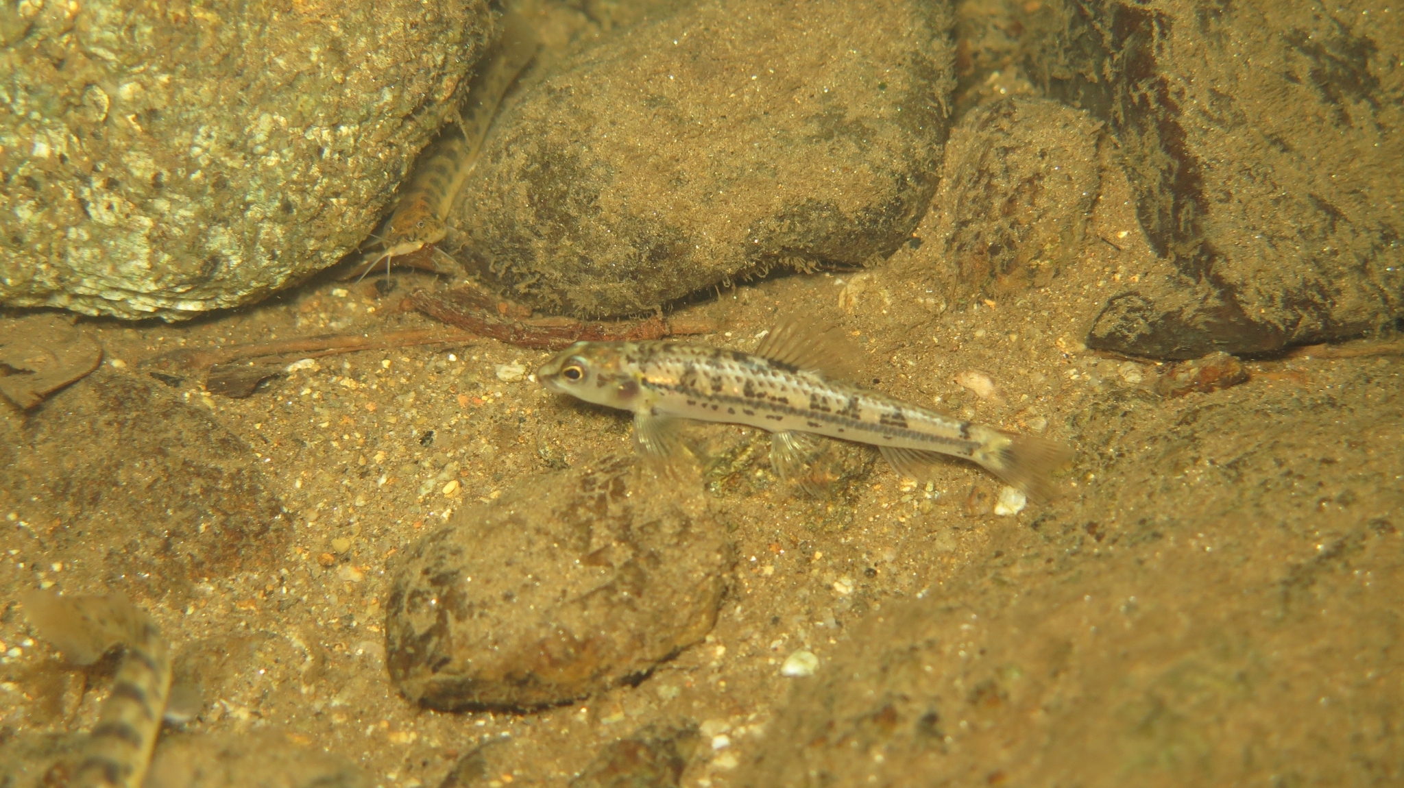 Characidium Reinhardt, 1867