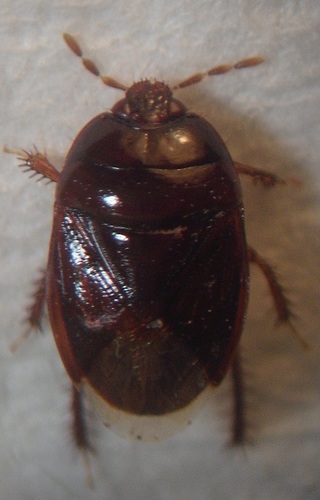 Chilocoris neozealandicus · iNaturalist United Kingdom