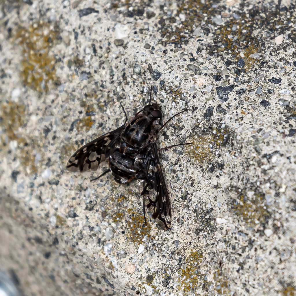 Tiger Bee Fly from Piermont, NY, USA on July 26, 2022 at 10:45 AM by ...