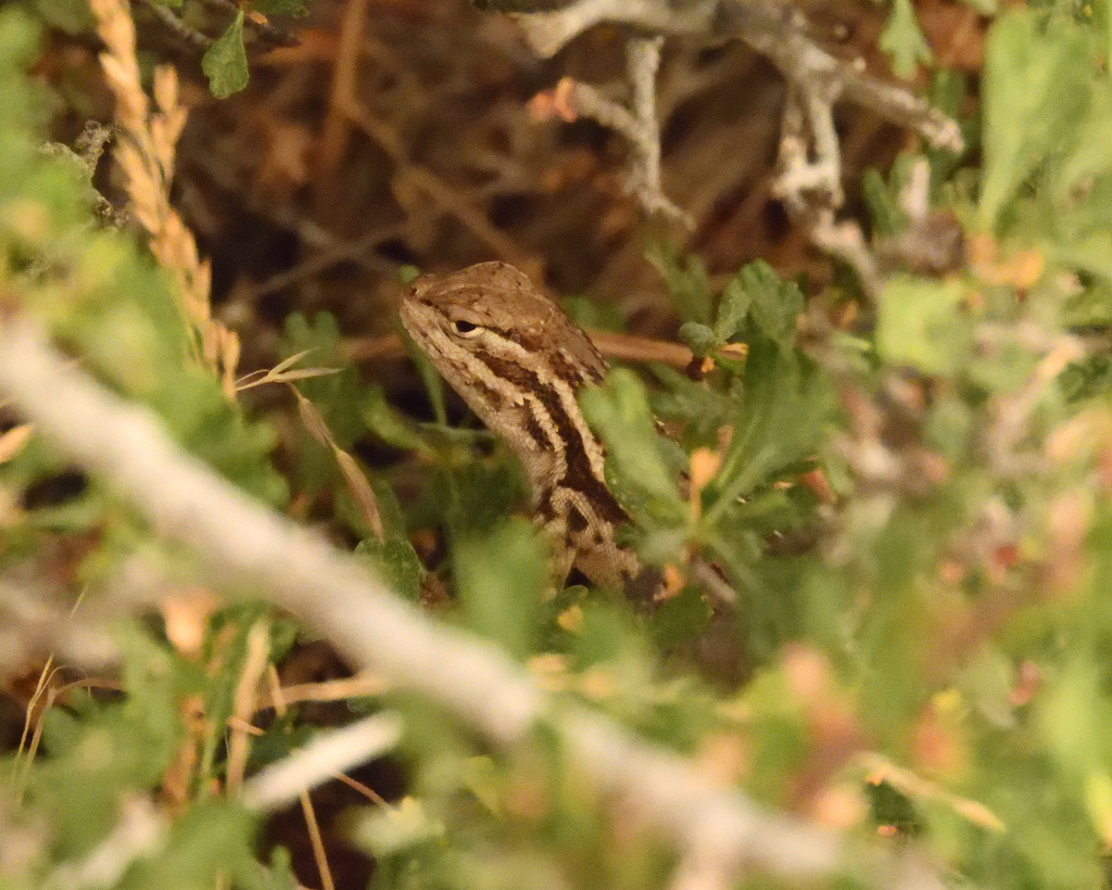 Common Sagebrush Lizard from Juab County, UT, USA on July 25, 2022 at ...