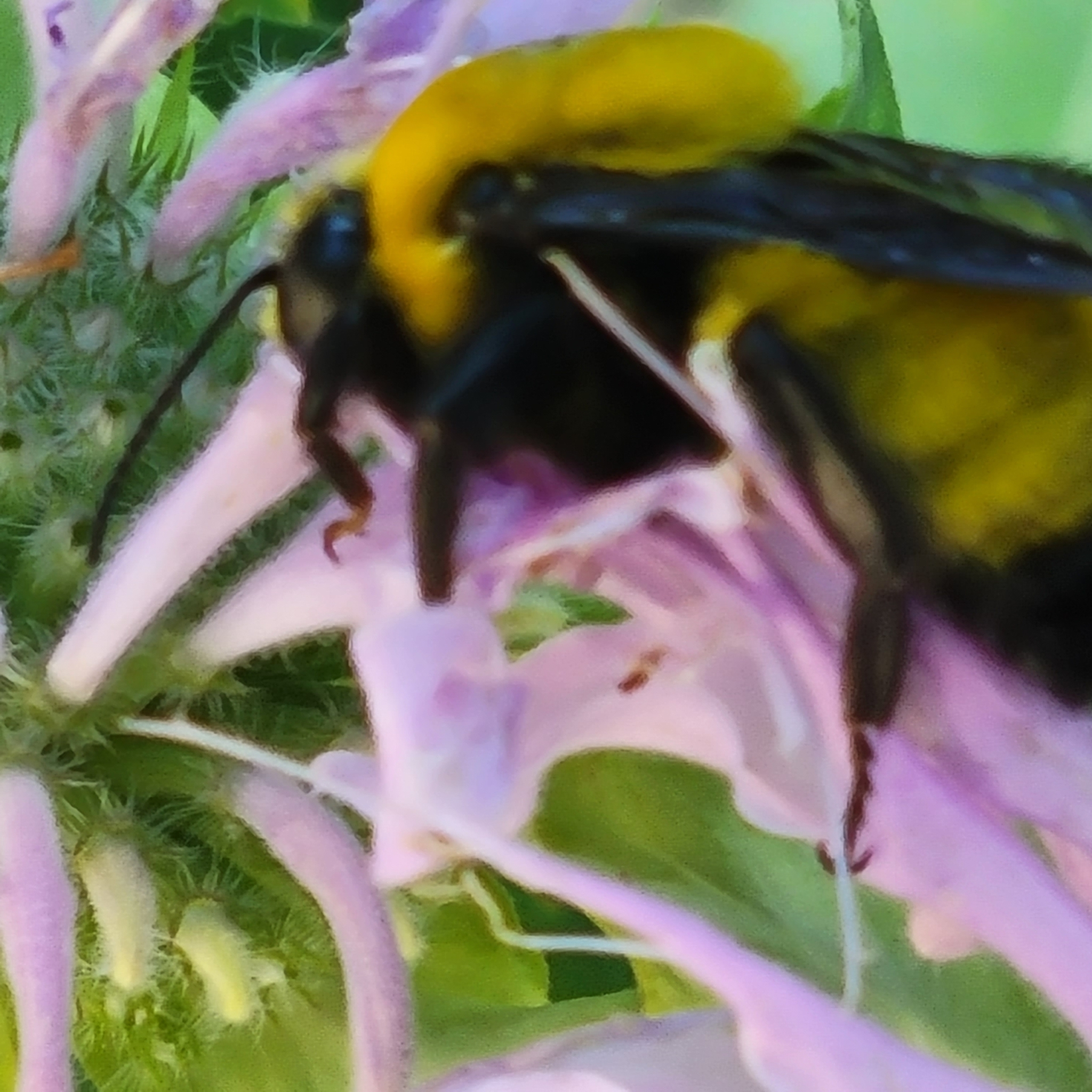 Bombus morrisoni Cresson, 1879