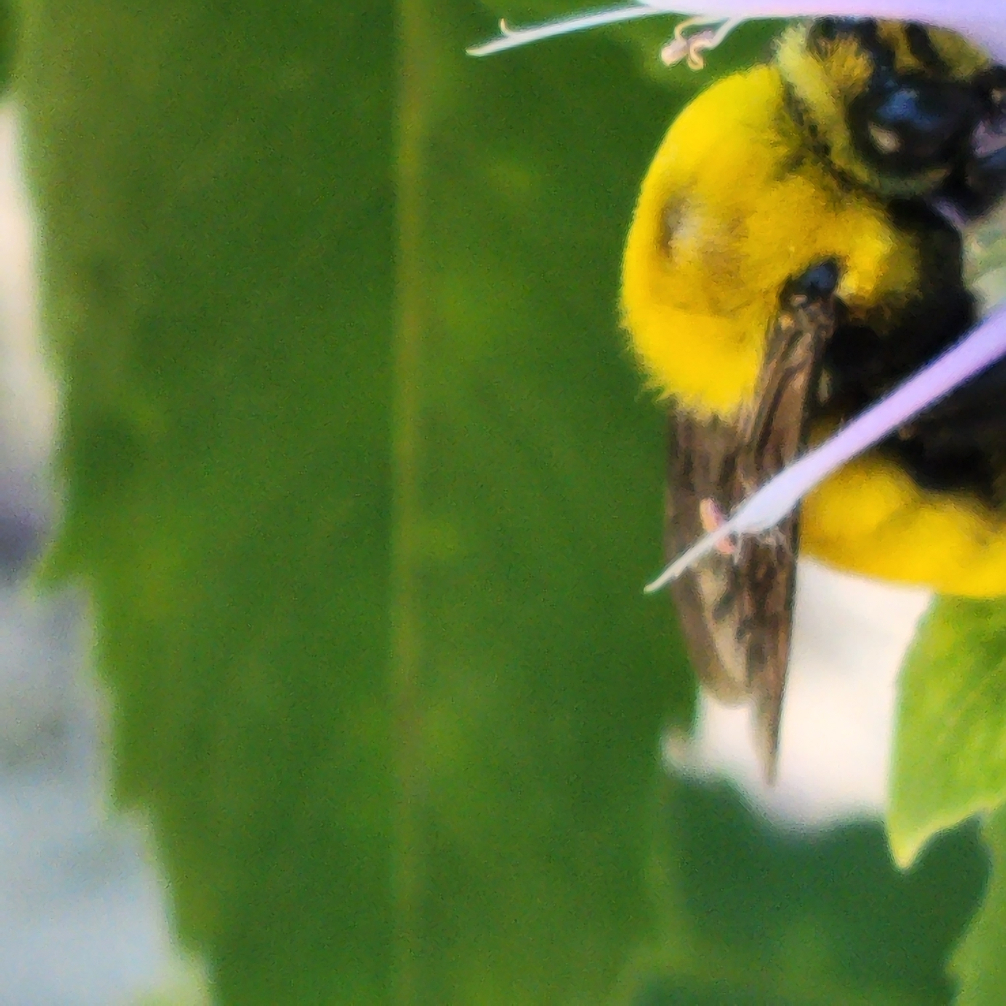 Bombus morrisoni Cresson, 1879