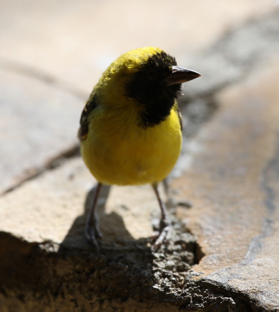 Little Weaver (Birds In Or Over My Compound, Gambia) · iNaturalist