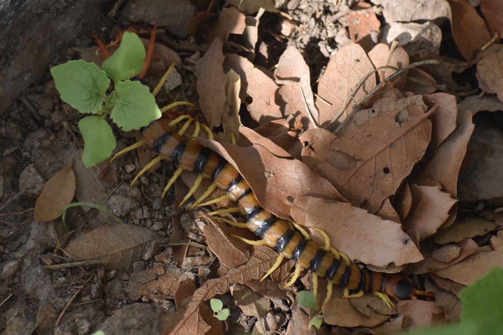 Giant Desert Centipede from Coronado National Forest, Pearce, AZ, US on ...