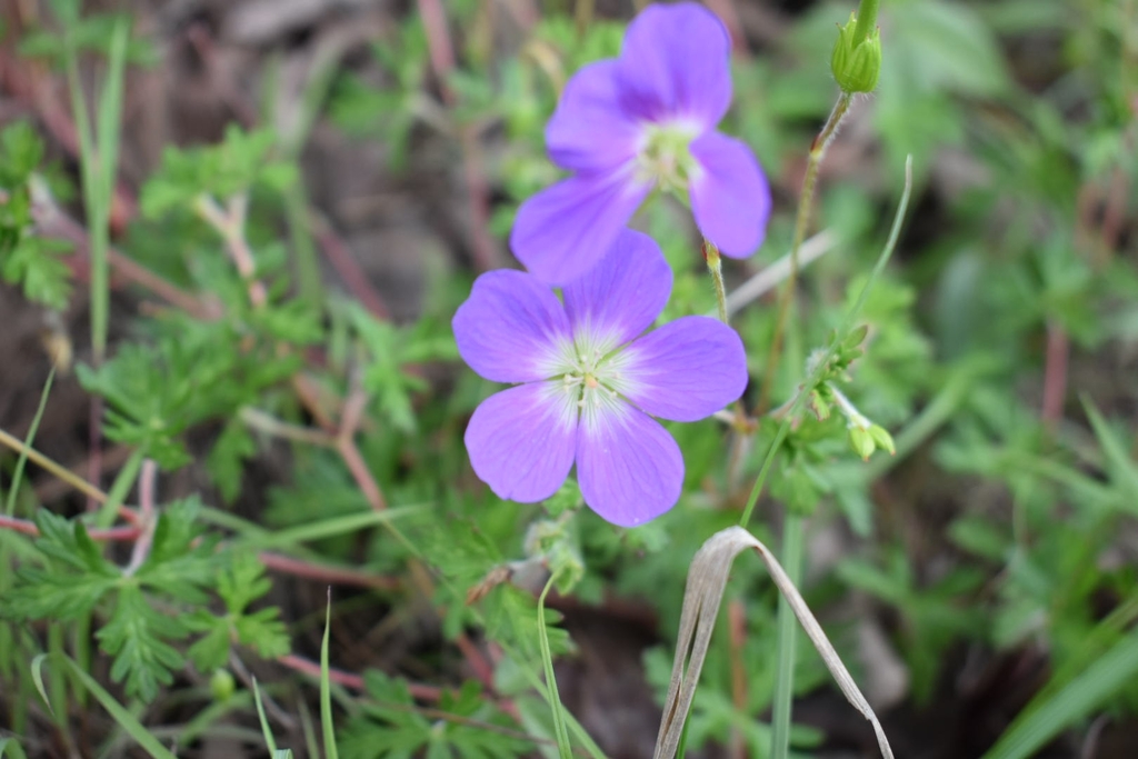 Geranium potentillifolium from 69866 Oax., México on July 28, 2022 at ...