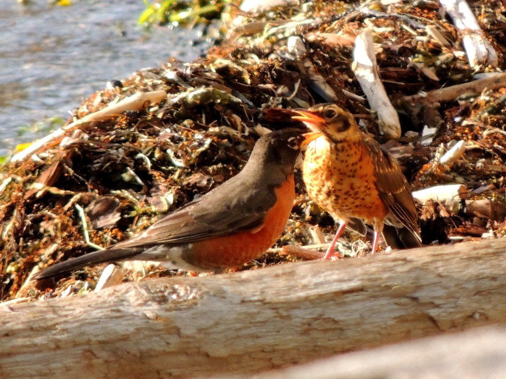 American Robin from Neck Point, Nanaimo, B.C. on May 18, 2015 at 07:00 ...