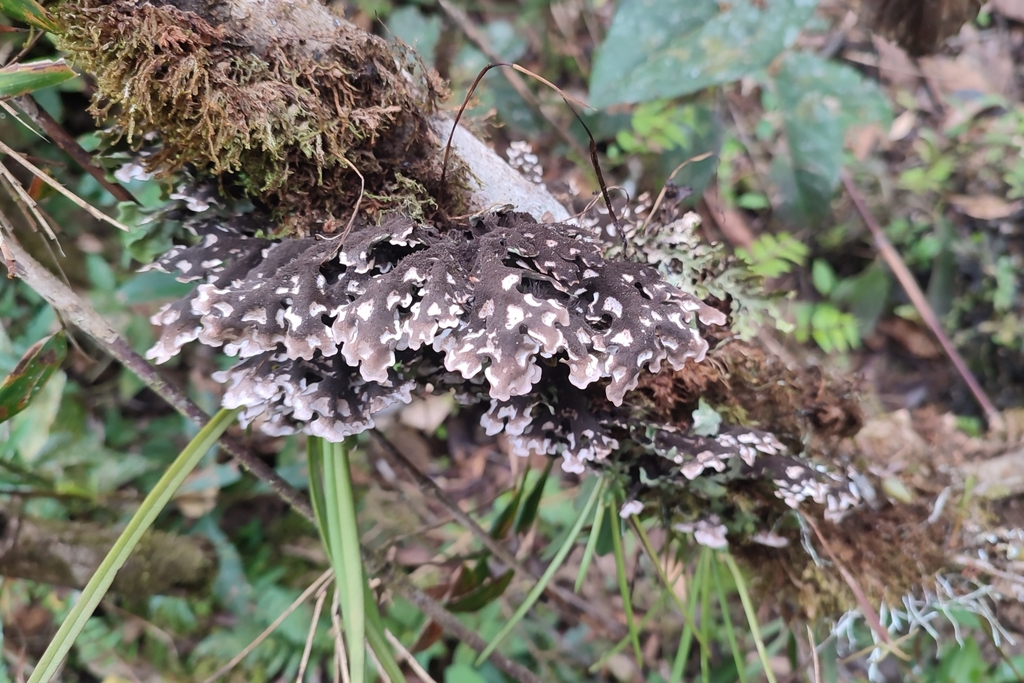 Lobariaceae from 22620, Pérou on July 7, 2022 at 10:05 AM by Benoît ...