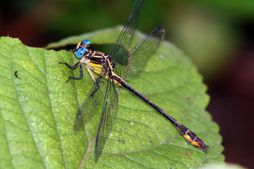 Yellow-sided Clubtail (Stylurus potulentus) · iNaturalist
