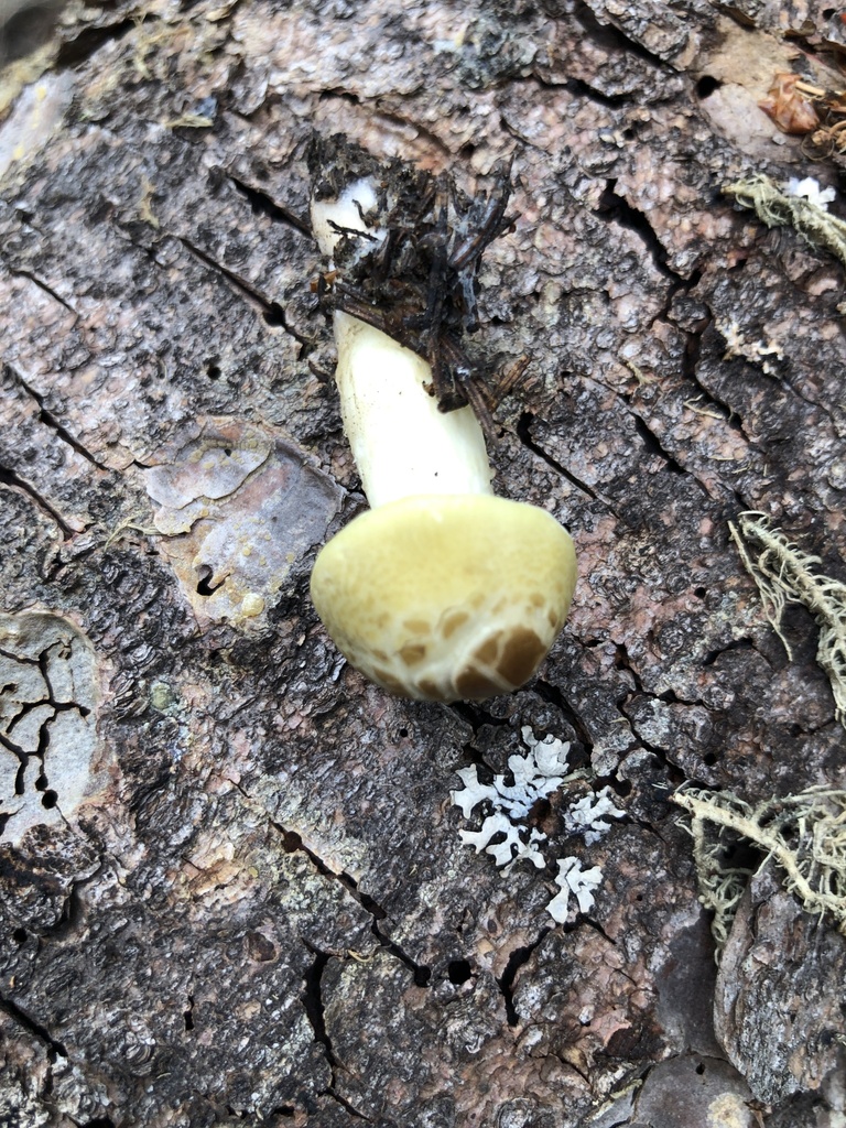 Soapy Trich from Apache County, US-AZ, US on July 28, 2022 at 10:24 AM ...