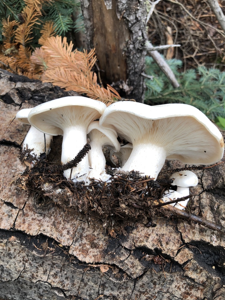 Funnels from Apache County, US-AZ, US on July 28, 2022 at 10:41 AM by ...