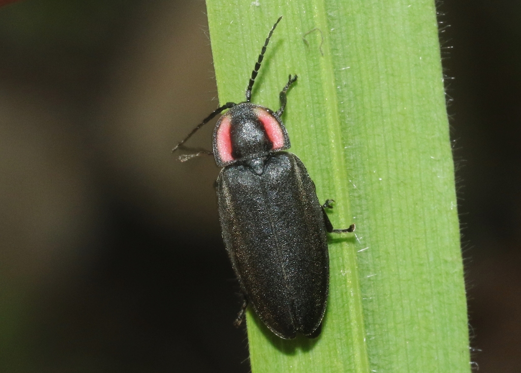 Alexander's firefly from Cochise, Arizona, United States on July 08 ...