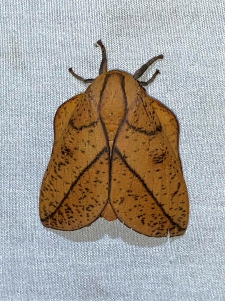 Bisected Honey Locust Moth from Paint Rock Forest Research Center ...