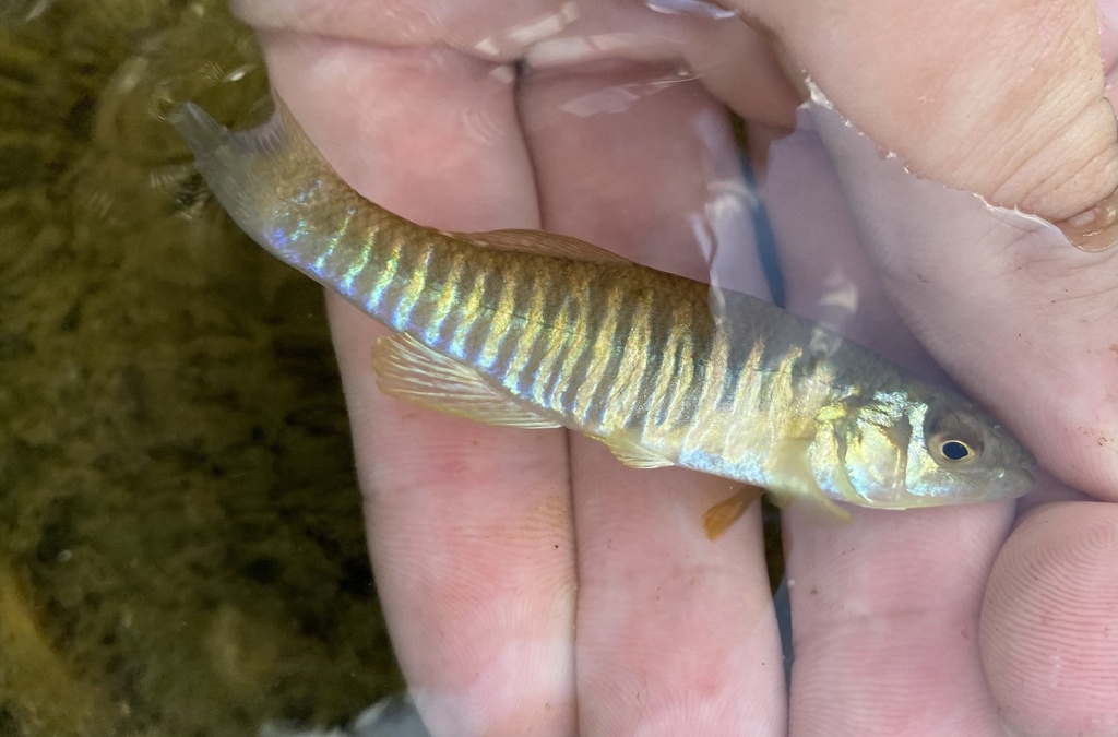 Banded Killifish (Fundulus diaphanus) - Marine Life Identification