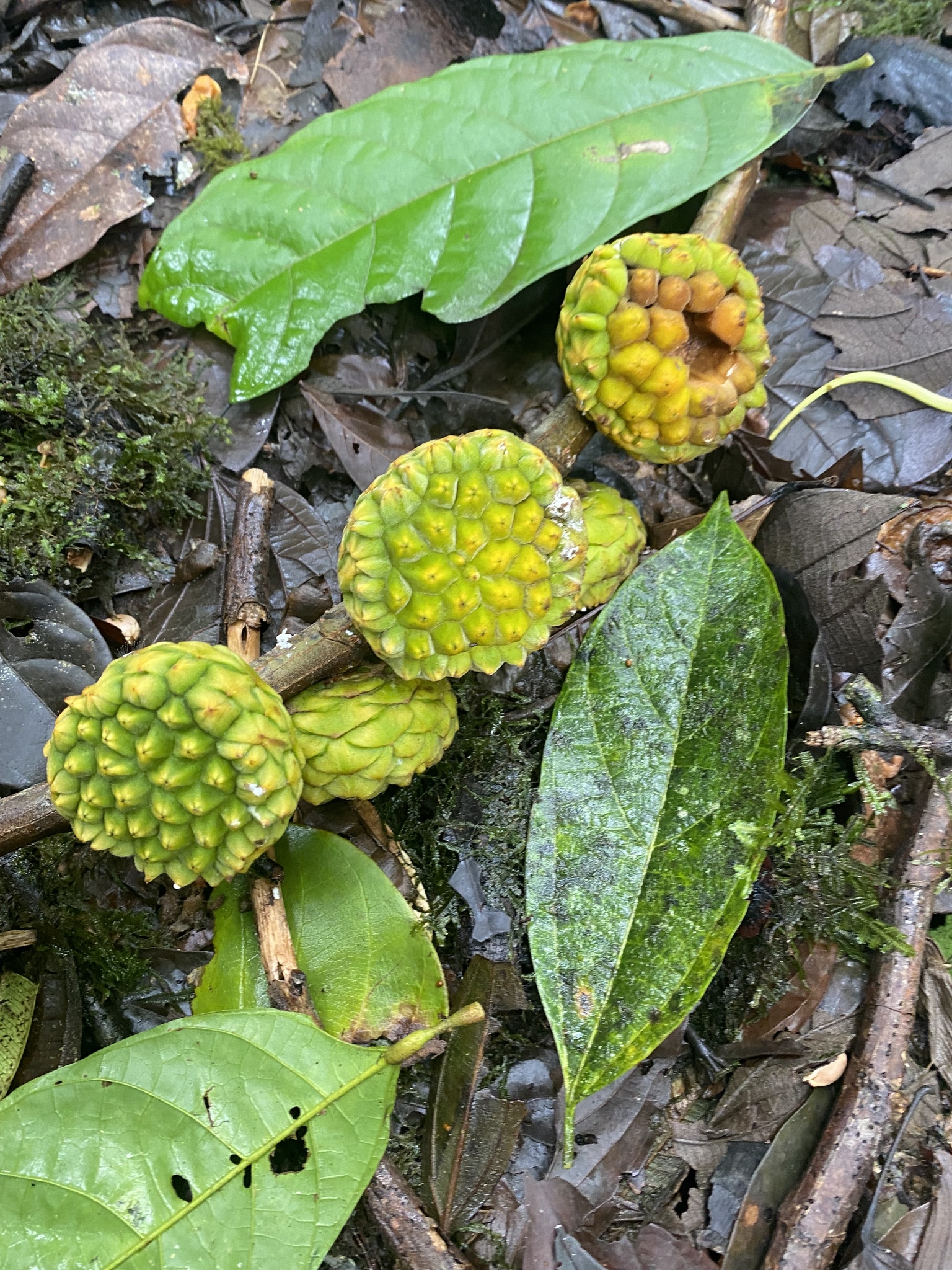 Castilla elastica Cerv.