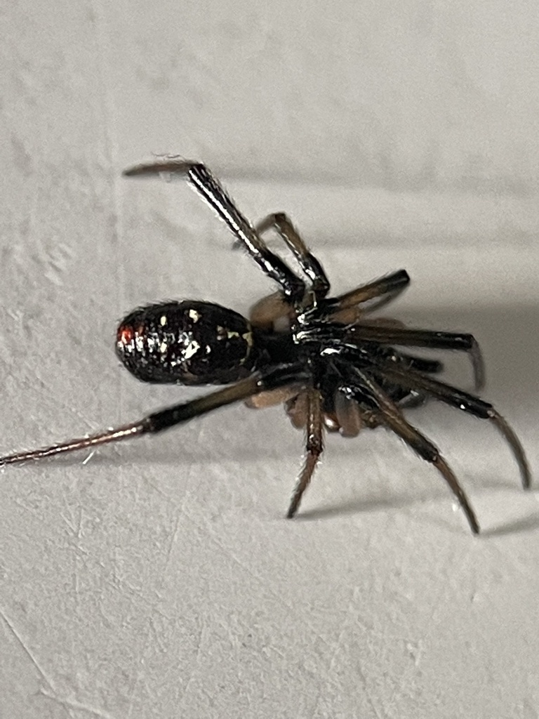 Cobweb Spiders from Boundary Tk E, Frankston South, VIC, AU on July 29 ...