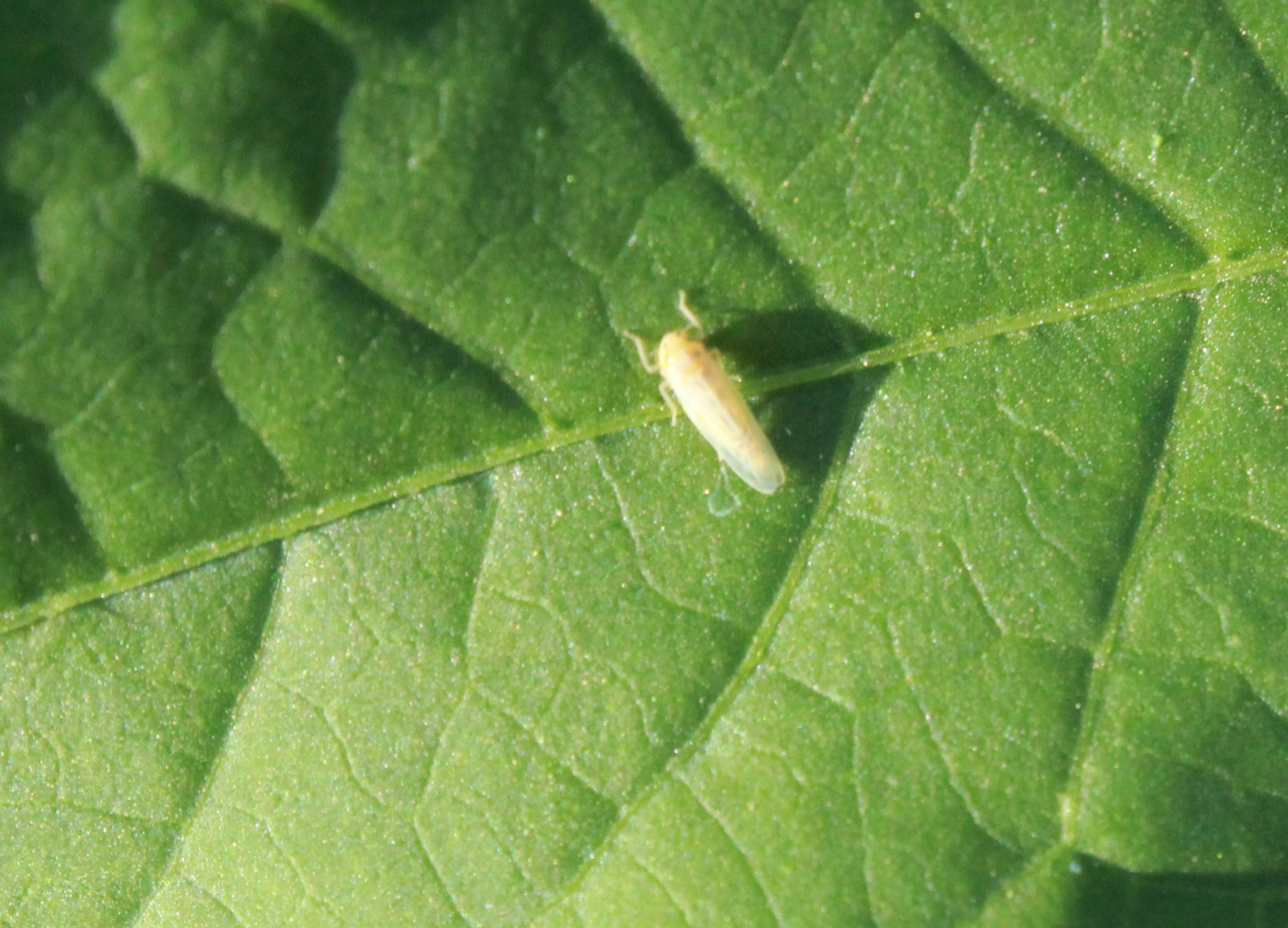 Dalbulus DeLong, 1950